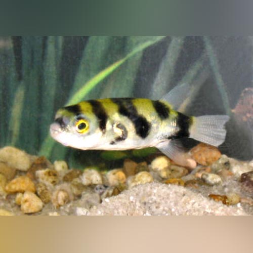Amazon Puffer for sale – AquariumFish.com