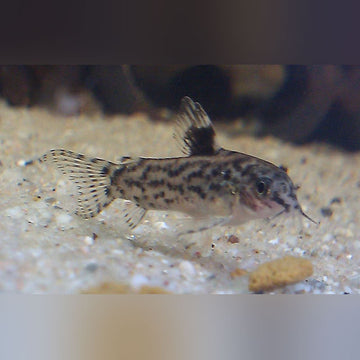 Corydora Catfish – Page 3 – AquariumFish.com