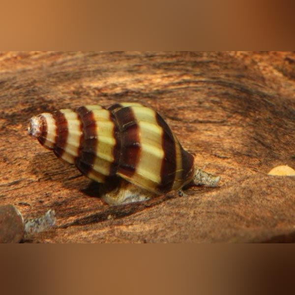 Assassin Snail for sale – AquariumFish.com
