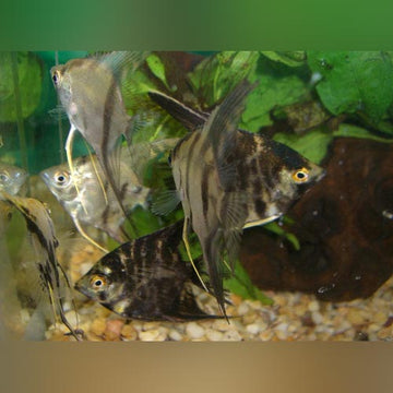 Angelfish for Sale | AquariumFish.com