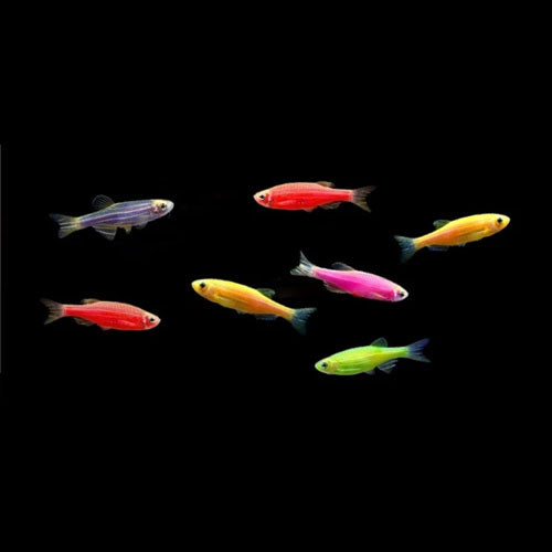 Assorted Glofish Danio for sale – AquariumFish.com