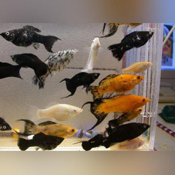 Mollies for Sale | AquariumFish.com