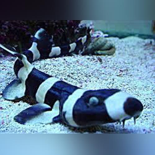 Banded Cat Shark for sale – AquariumFish.com
