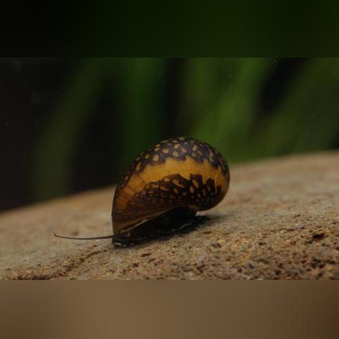 Batik Snail for sale – AquariumFish.com