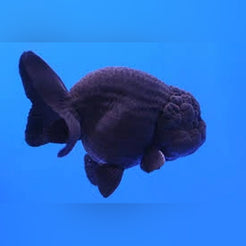 Black Ranchu Goldfish for sale – AquariumFish.com