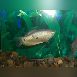 Blue Gourami for sale – AquariumFish.com