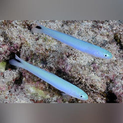 Blue Gudgeon Goby for sale – AquariumFish.com