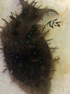 Blue Spot Sea Hare for sale – AquariumFish.com