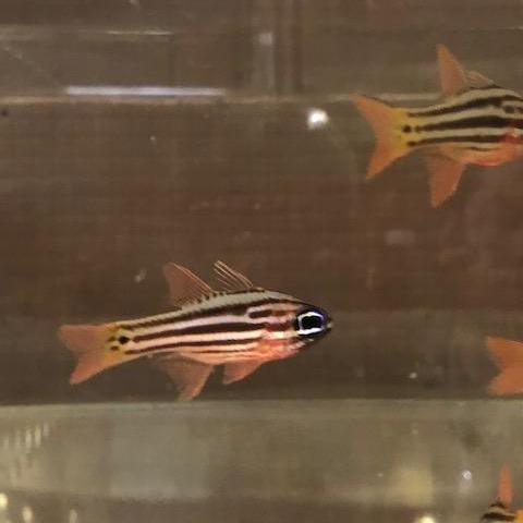 Blue Eye Candy Cane Cardinal for sale – AquariumFish.com