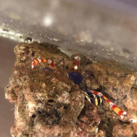 Blue Banded Coral Shrimp for sale – AquariumFish.com