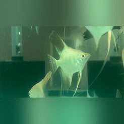 Bulgarian Seal Point Angelfish for sale – AquariumFish.com