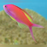 Anthias for Sale | AquariumFish.com