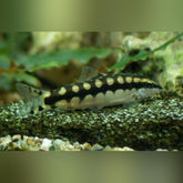 Loaches – AquariumFish.com