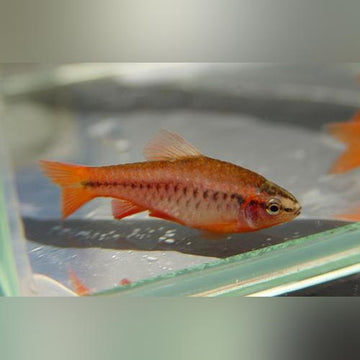 Barbs – AquariumFish.com