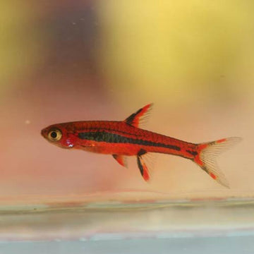 Rasboras – AquariumFish.com