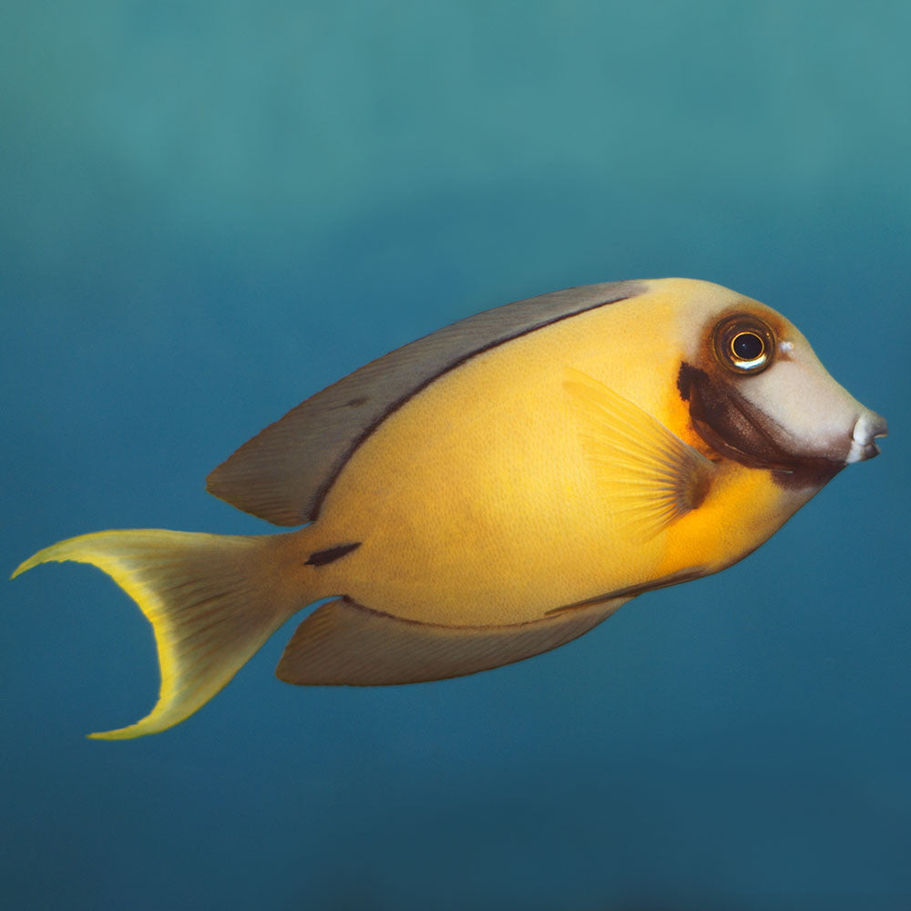 Chocolate Tang for sale – AquariumFish.com