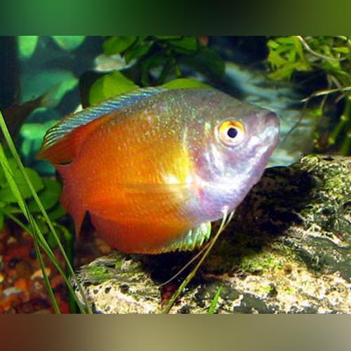 Red Flame Dwarf Gourami for sale – AquariumFish.com