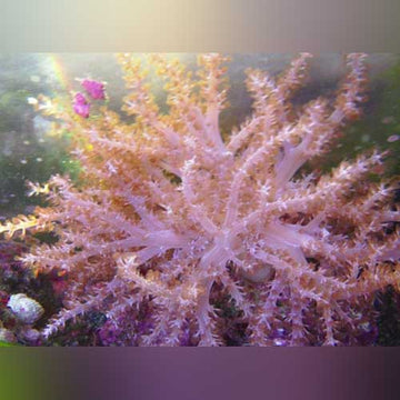 Corals & Anemones for Sale | AquariumFish.com