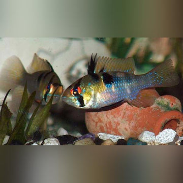 Rams – AquariumFish.com