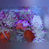 Corals & Anemones – AquariumFish.com