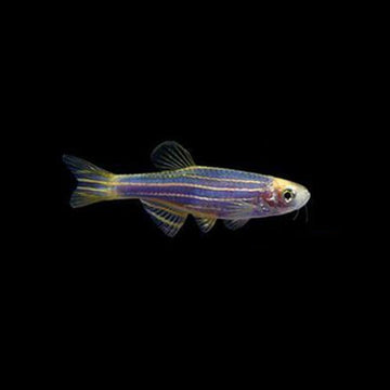 Danios – AquariumFish.com