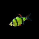 GloFish – AquariumFish.com