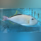 Triggerfish – AquariumFish.com