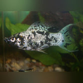 Mollies for Sale | AquariumFish.com