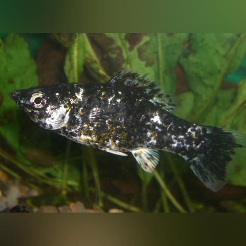 Dalmatian Molly for sale – AquariumFish.com