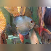 Discus – AquariumFish.com