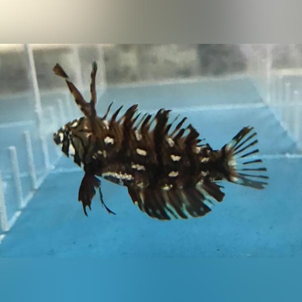 Dragon Wrasse for sale – AquariumFish.com