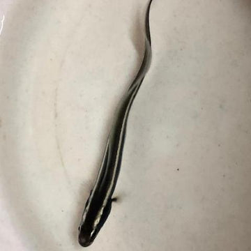 Gobies for Sale | AquariumFish.com