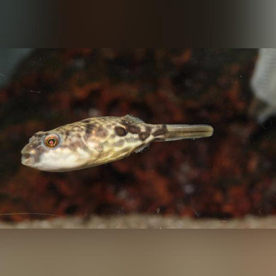 Fahaka Puffer for sale – AquariumFish.com