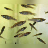 Food – AquariumFish.com