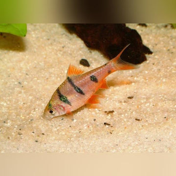 Barbs – Page 2 – AquariumFish.com