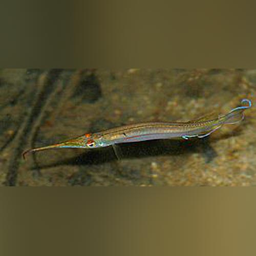 Forest Halfbeak for sale – AquariumFish.com