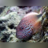 Saltwater Hawkfish – AquariumFish.com