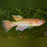 Killifish – AquariumFish.com