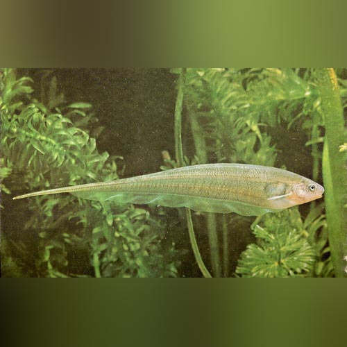 Glass Knifefish for sale – AquariumFish.com