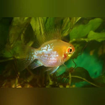 Rams – AquariumFish.com