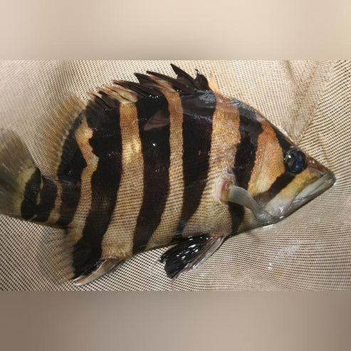 Gold Tiger Datnoid for sale – AquariumFish.com