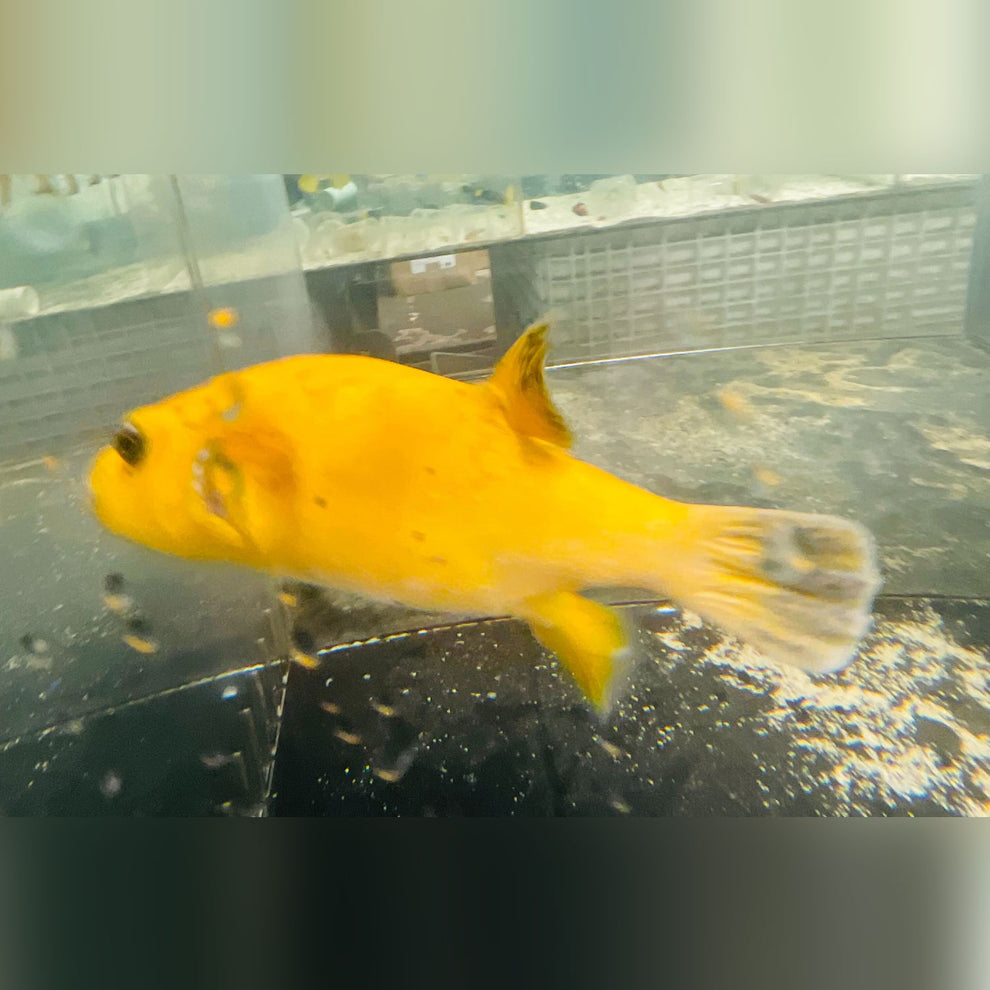 Golden Puffer for sale – AquariumFish.com