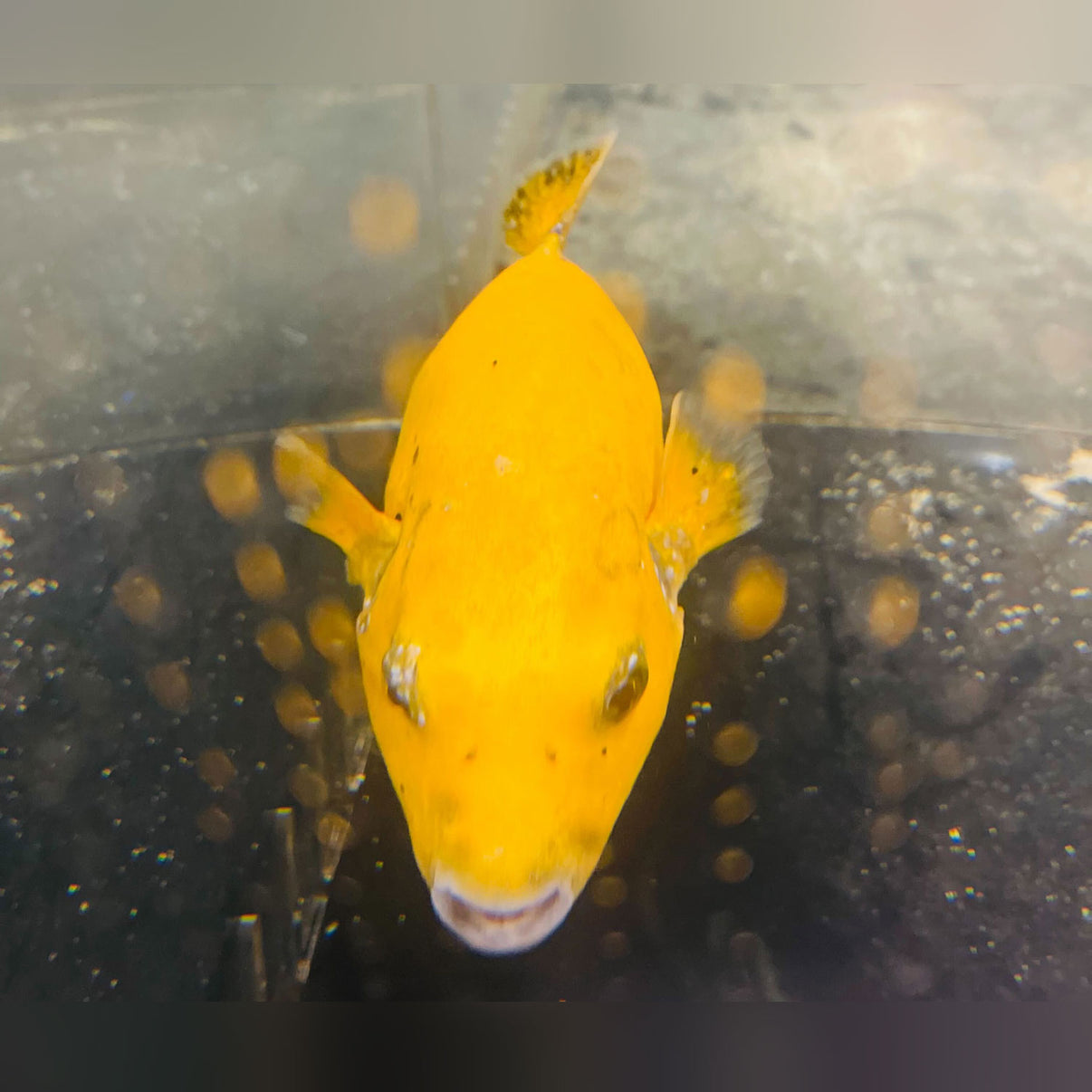 Golden Puffer for sale – AquariumFish.com