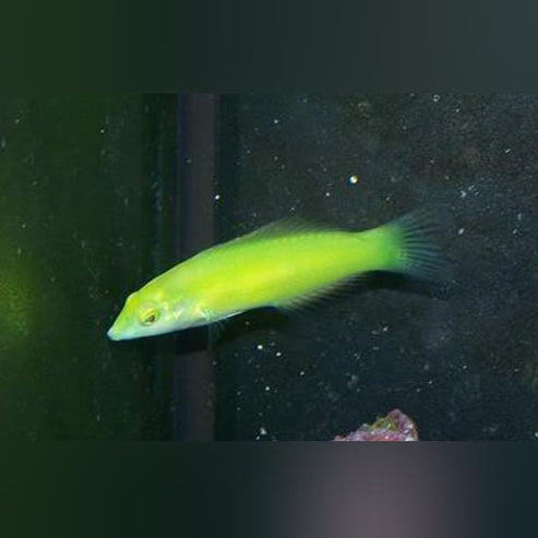 Green Coris Wrasse for sale – AquariumFish.com