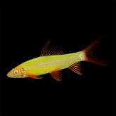 GloFish – AquariumFish.com