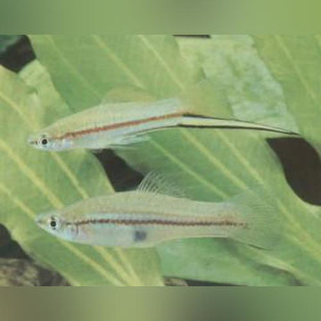 Swordtails – AquariumFish.com