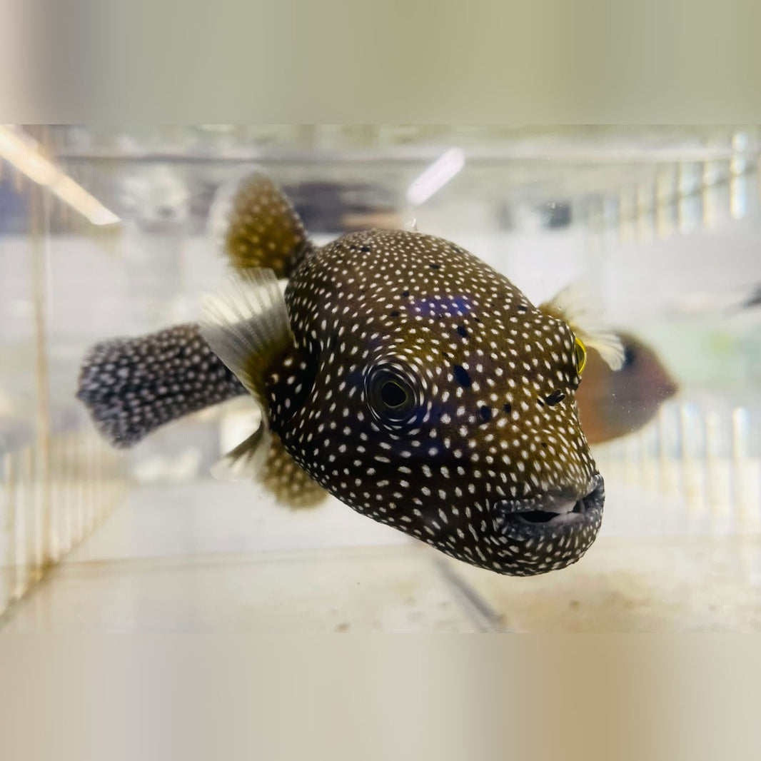 Pufferfish for Sale | AquariumFish.com