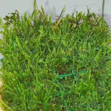 AquariumFish.com | Tropical Fish, Aquatic Plants & Aquarium Supplies