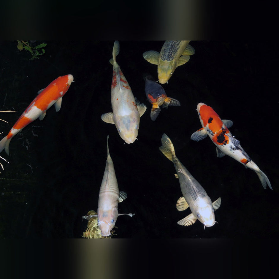 Koi – AquariumFish.com