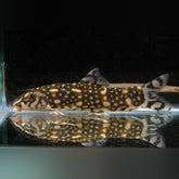 Loaches for sale – AquariumFish.com